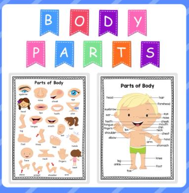 Body Parts Classroom Decorations Customized - Paper Goods - by Forever ...